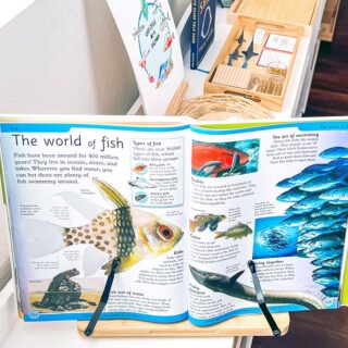 Free Fish Printables and Montessori-Inspired Fish Activities - Living ...
