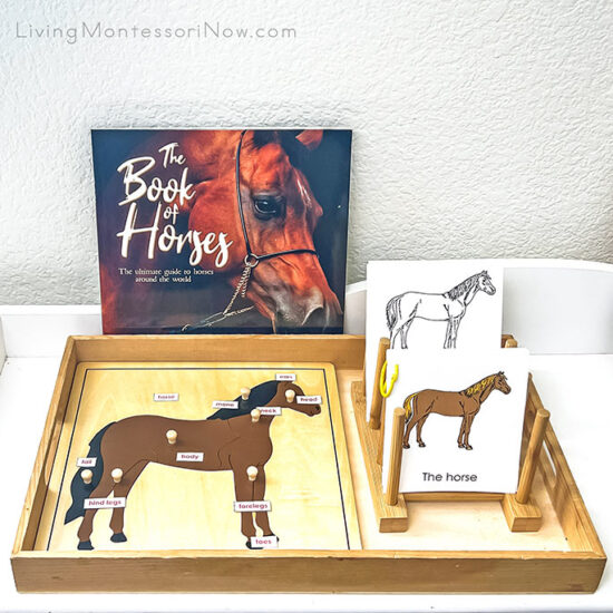 Free Mammal Printables and Montessori-Inspired Mammal Activities ...