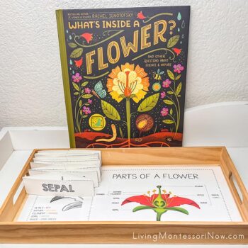 Free Flower Printables and Montessori-Inspired Flower Activities ...