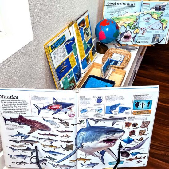 Free Shark Printables and Activities for a Montessori-Inspired Shark ...