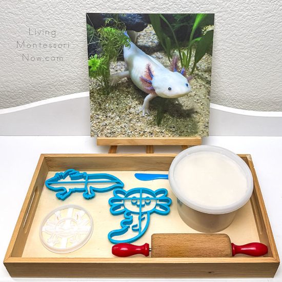 Free Axolotl Printables and Montessori-Inspired Axolotl Activities ...