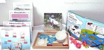 Free Axolotl Printables and Montessori-Inspired Axolotl Activities ...