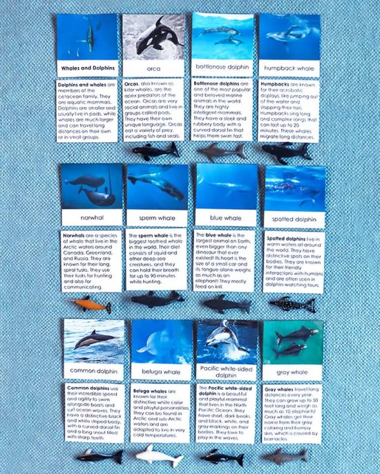 Free Orca Printables and Montessori-Inspired Orca Activities - Living ...