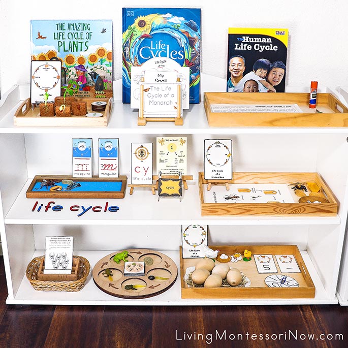 Free Life Cycle Printables and Montessori-Inspired Activities - Living ...